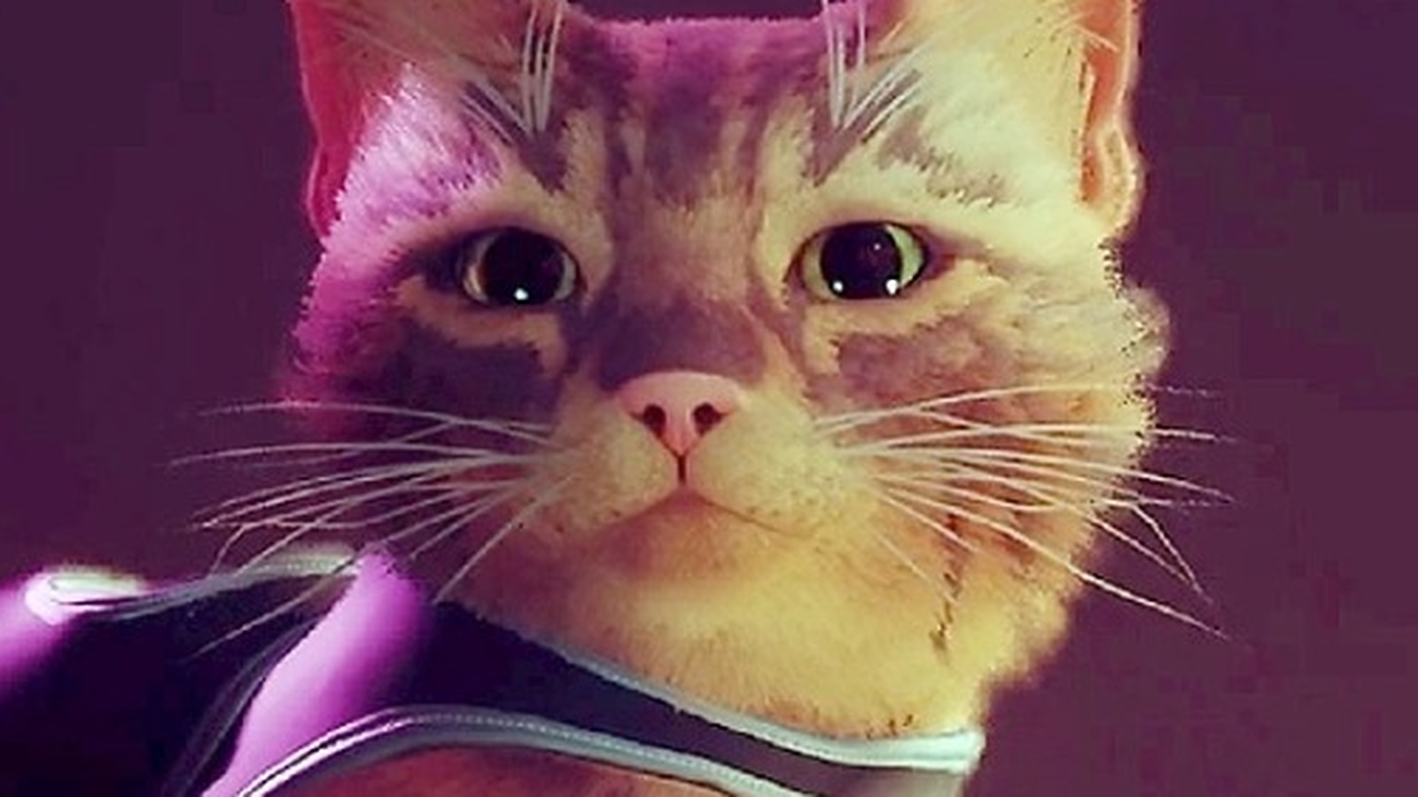 Stray: Where To Find All Eight Pieces Of Sheet Music In The Slums